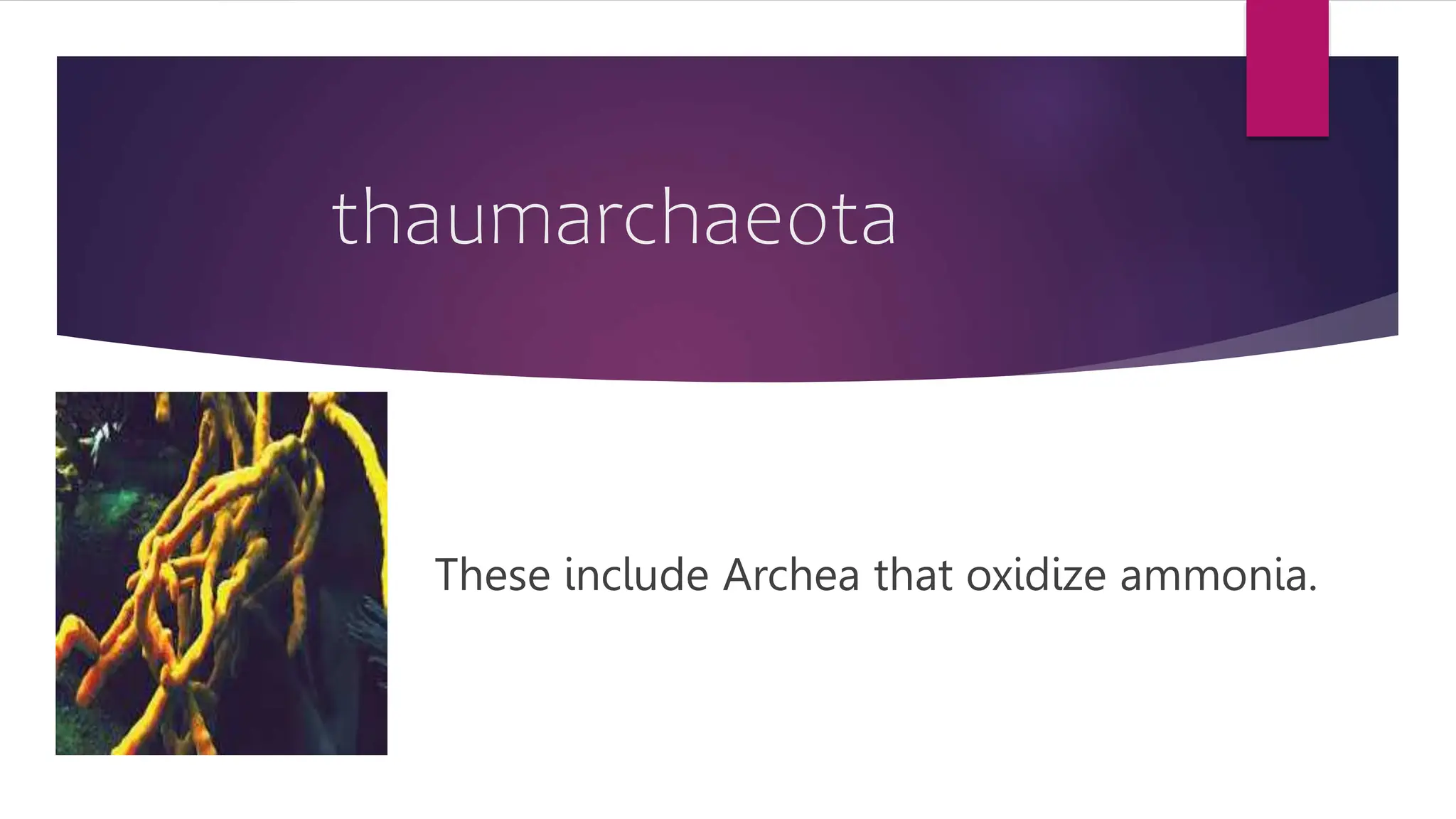 Science 8_Archaebacteria.pptx