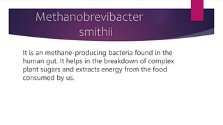 Science 8_Archaebacteria.pptx