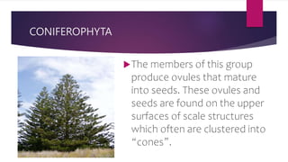 SCIENCE8_PLANTAE.pptx