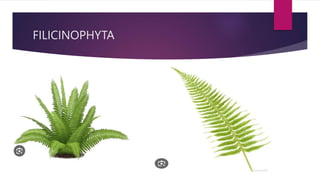 SCIENCE8_PLANTAE.pptx