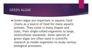 SCIENCE8_PLANTAE.pptx