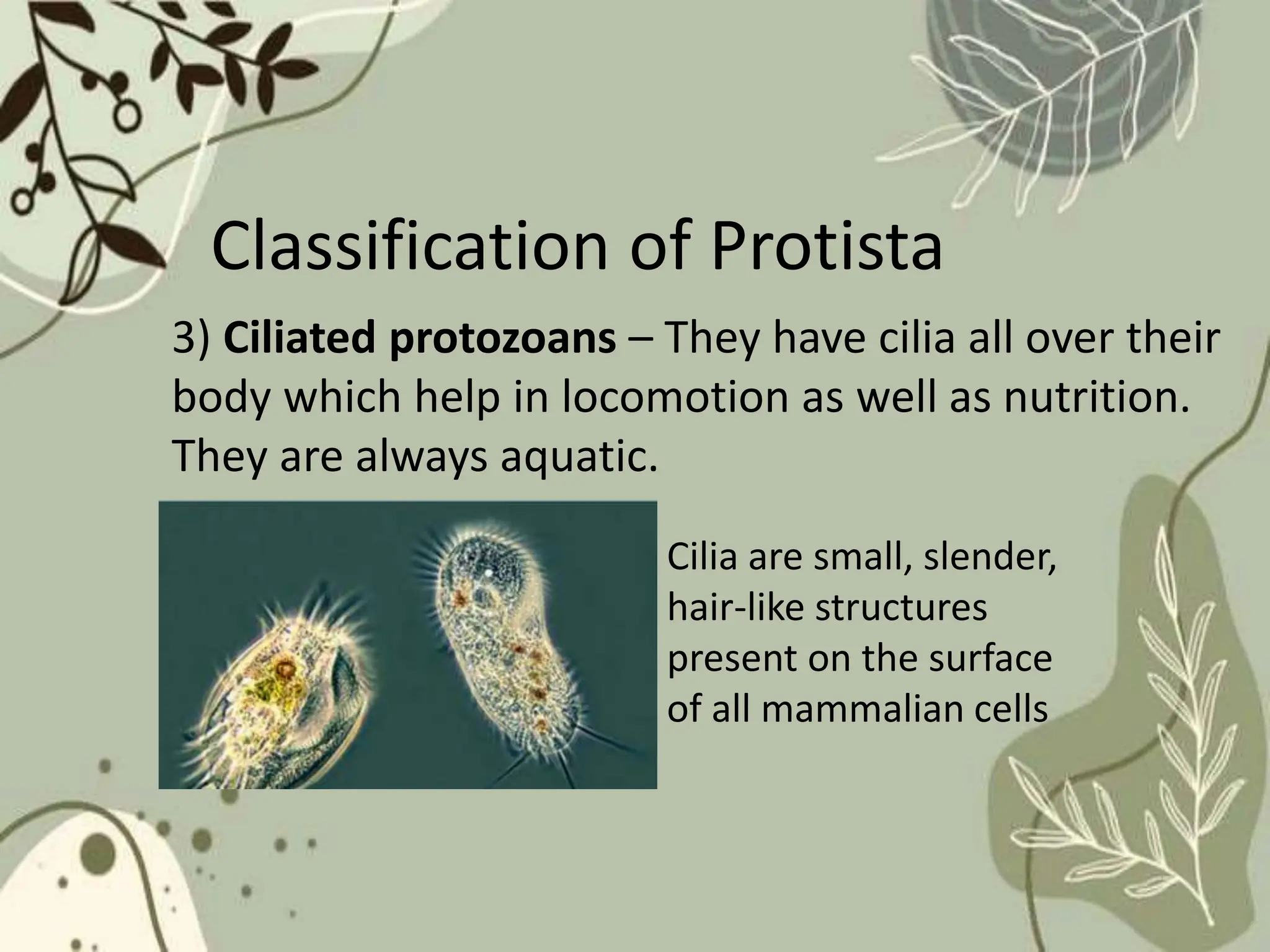 Science8_Protista.pptx