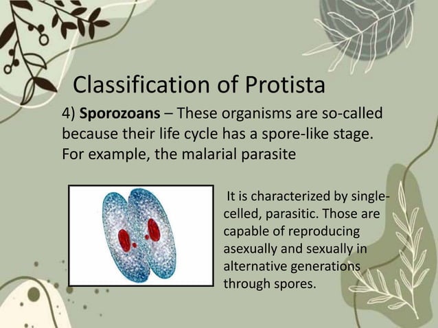 Science8_Protista.pptx