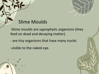 Science8_Protista.pptx