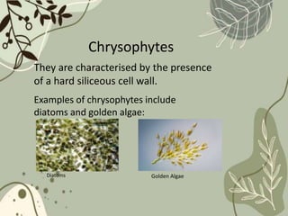 Science8_Protista.pptx