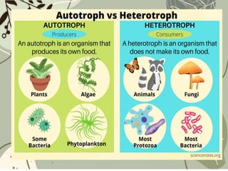 Science8_Protista.pptx