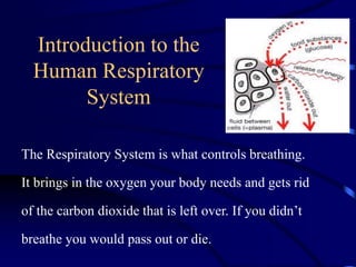 science 8 the huamn respiratory.ppt