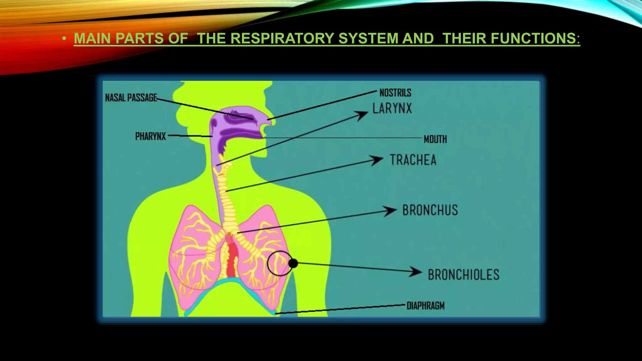 Science 9 respiratory system epic ppt by aj dawat | PPTX