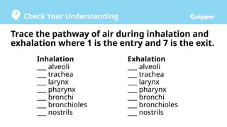 Science 9 1.2 Breathing Mechanism.s.pptx