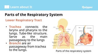 SCIENCE 9 the respiratory system 1ST.pptx