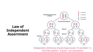 Laws of Heredity and the Punnett Sq.pptx