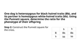 Laws of Heredity and the Punnett Sq.pptx