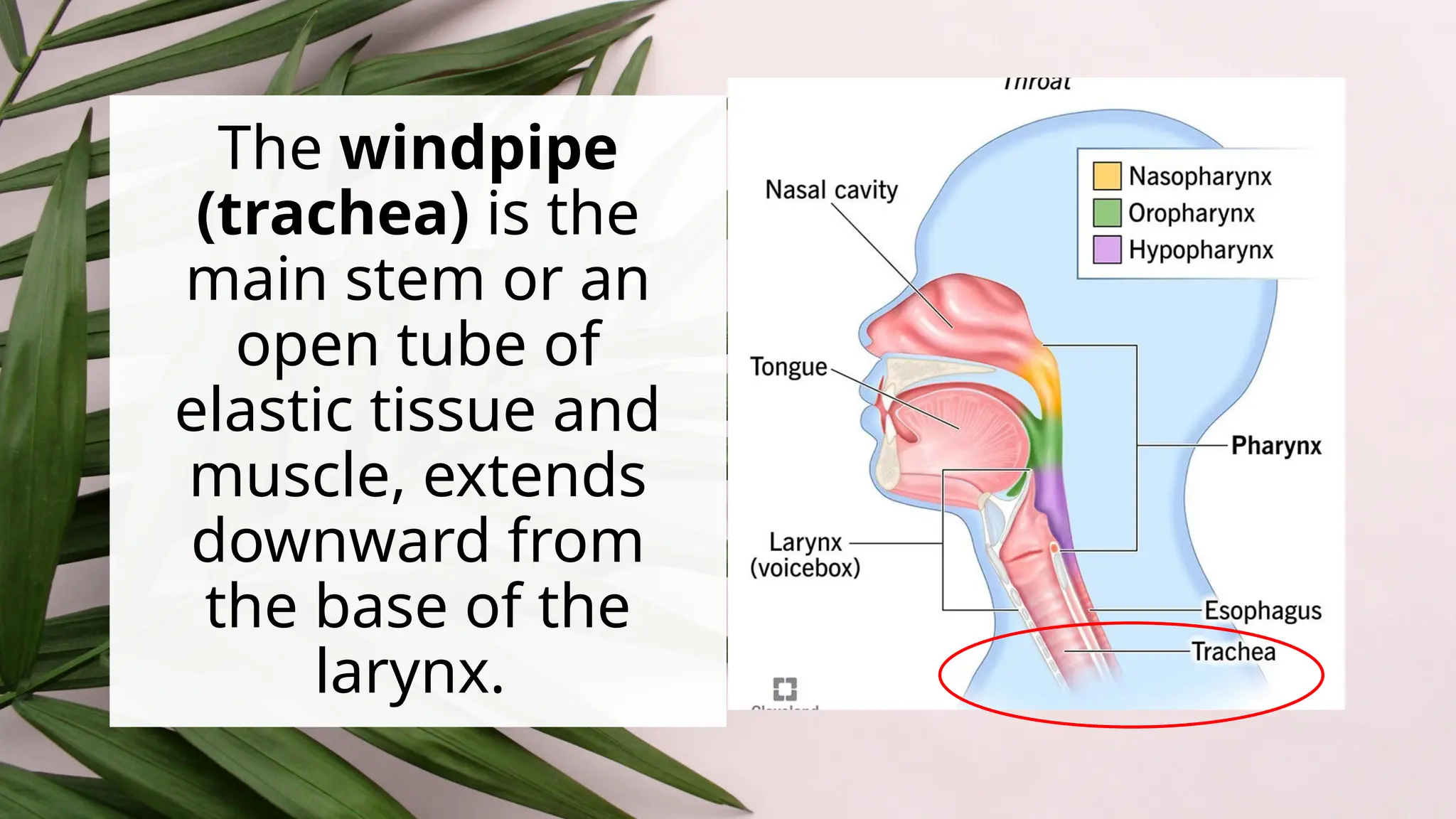 SCIENCE9_QUAR1W1_RESPIRATORY SYSTEM.pptx