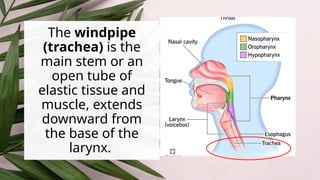 SCIENCE9_QUAR1W1_RESPIRATORY SYSTEM.pptx