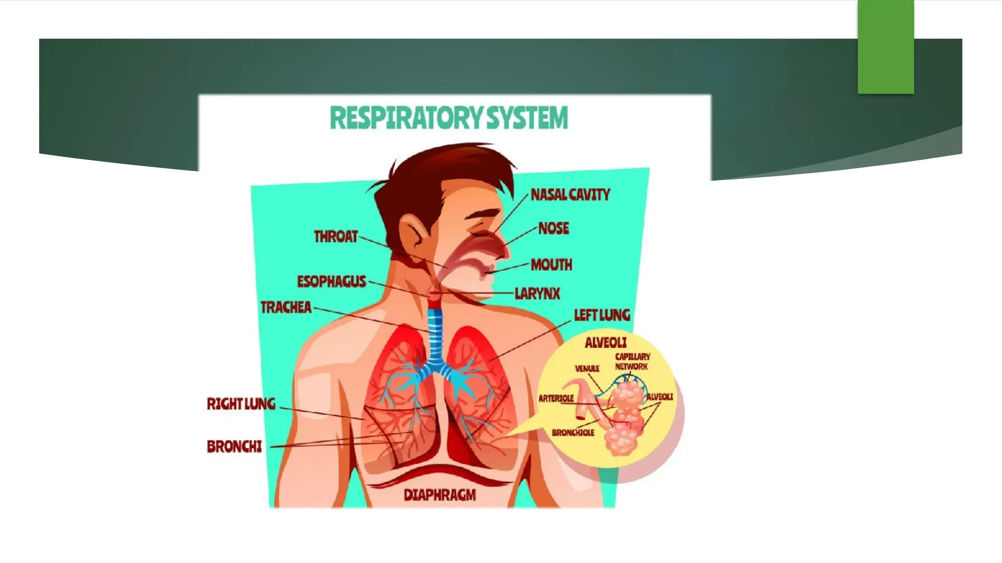 SCIENCE 9 respiratory systemmMmMmmMmmmMmm | PPTX