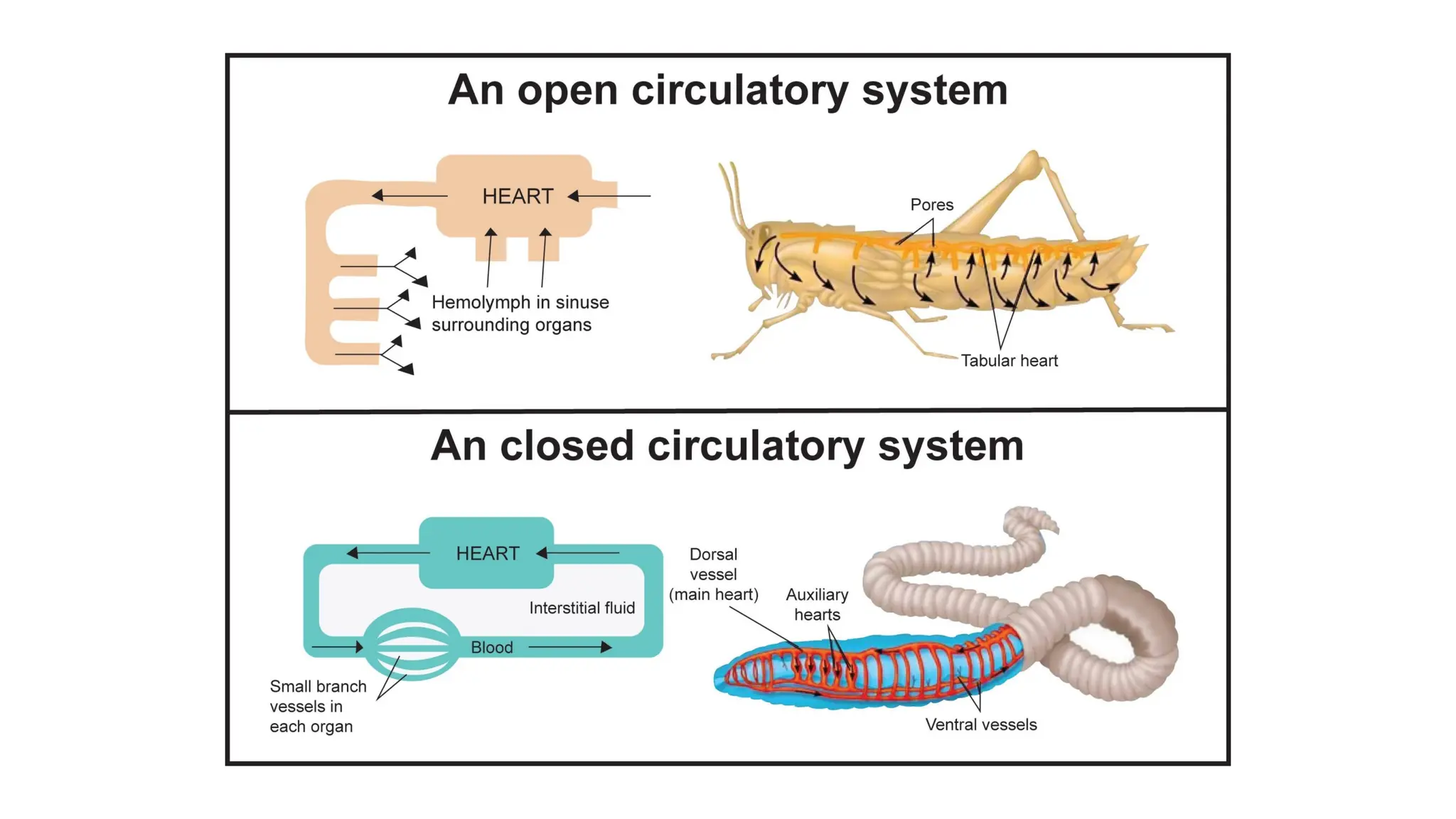SCIENCE 9 Types of Circulatory System.pptx