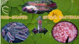 microorganism : friend and foe | PPTX | Biological Sciences | Science