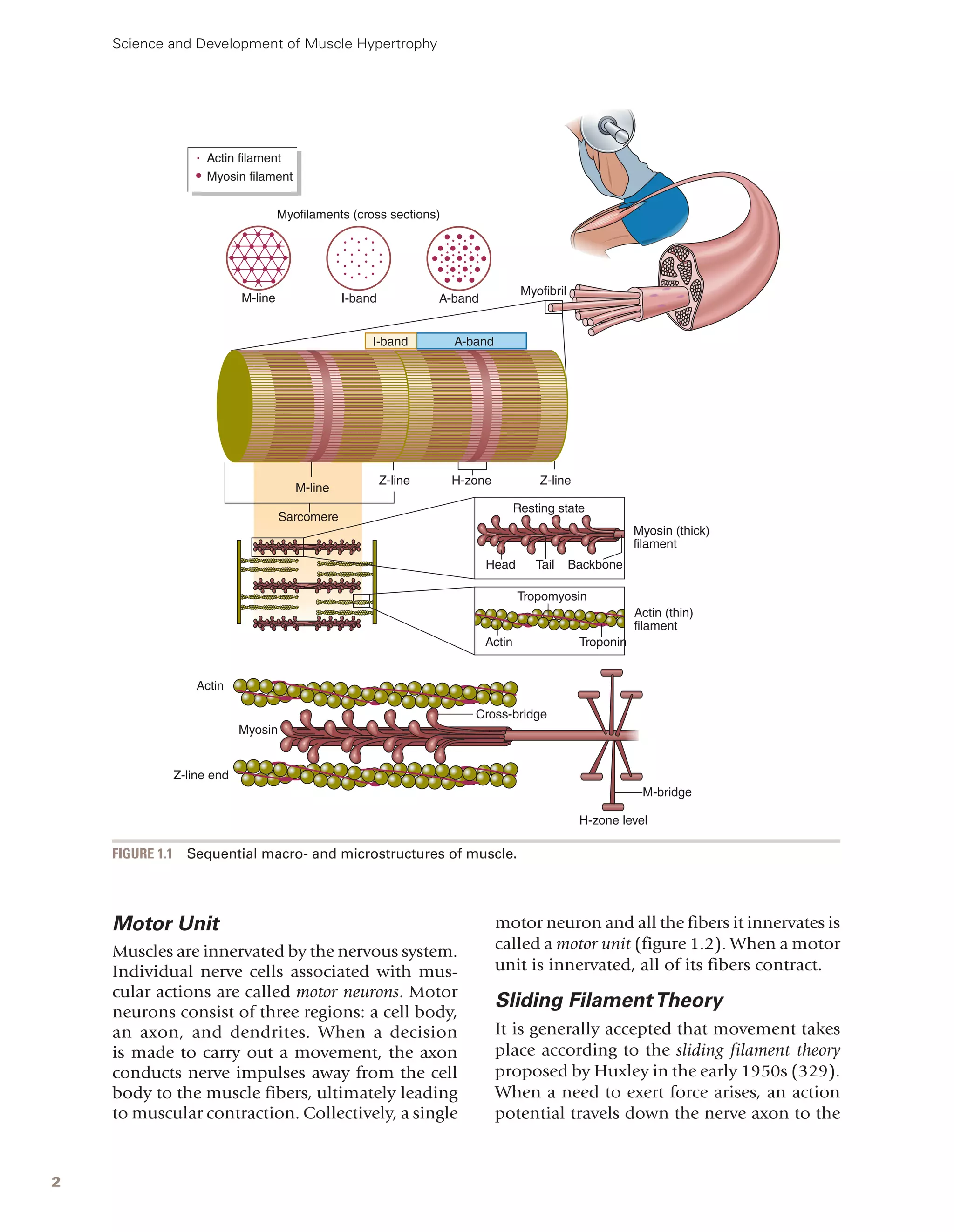 Science and development of muscle hypertrophy | PDF