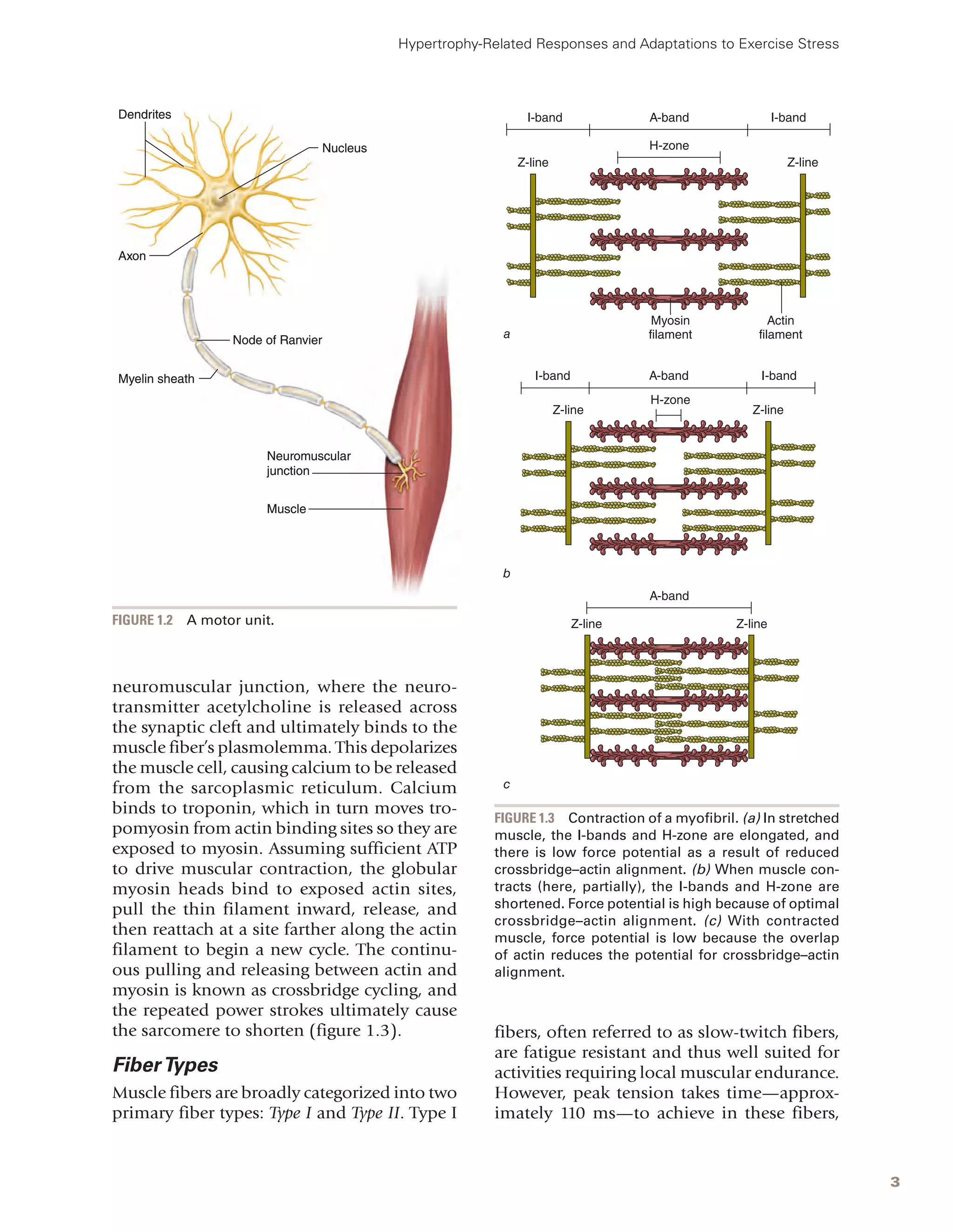 Science and development of muscle hypertrophy | PDF