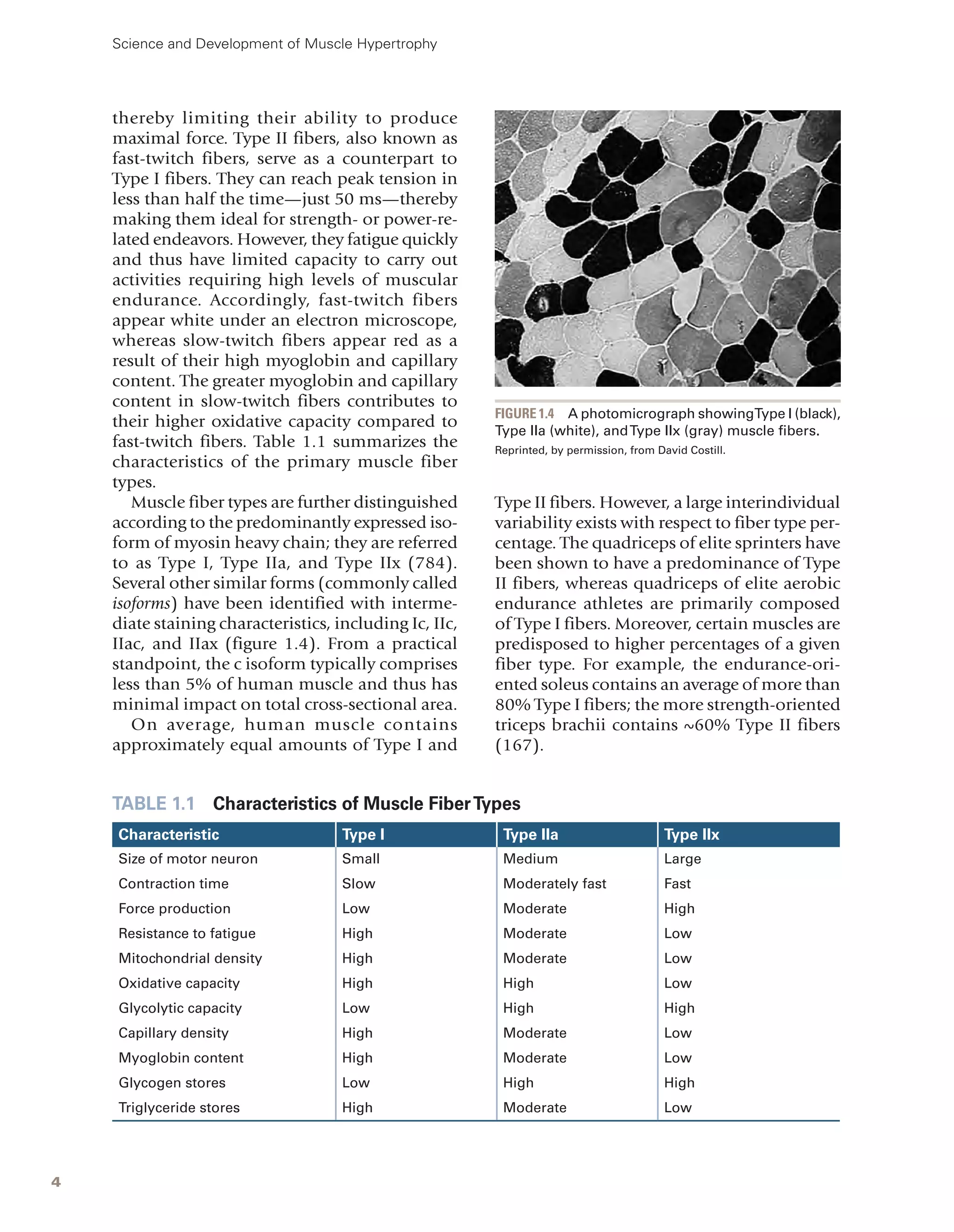 Science and development of muscle hypertrophy | PDF