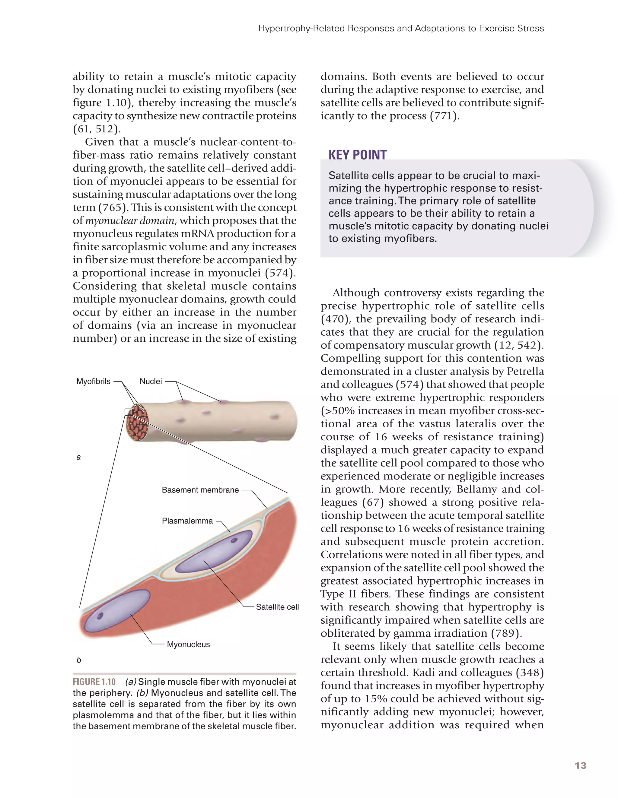 Science and development of muscle hypertrophy | PDF
