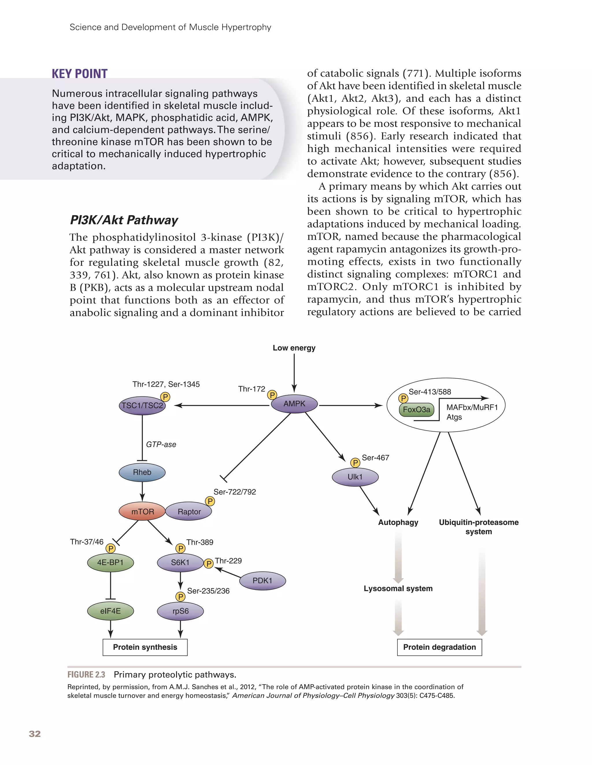 Science and development of muscle hypertrophy | PDF