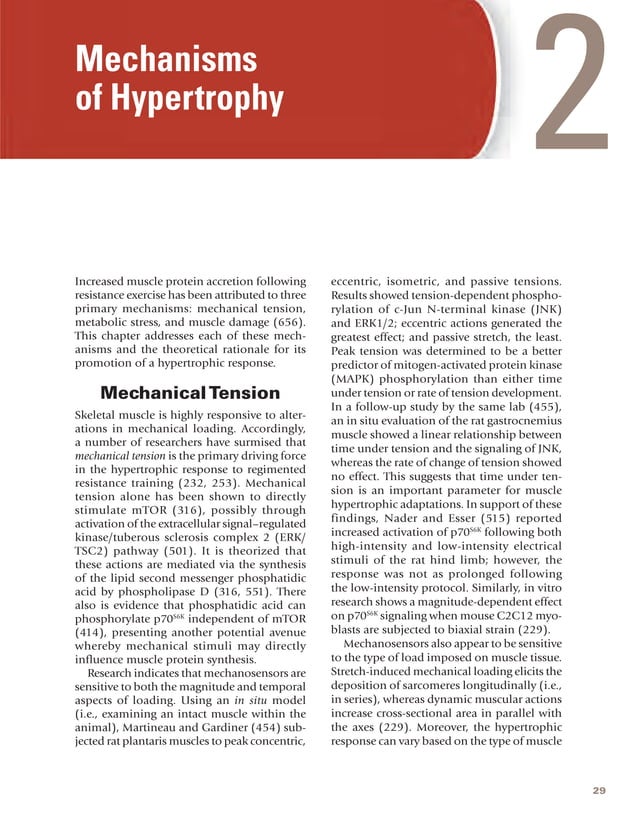 Science and development of muscle hypertrophy | PDF