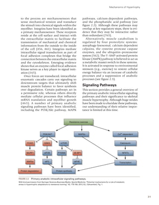Science and development of muscle hypertrophy | PDF