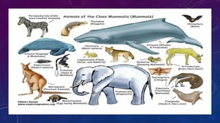Science and Its Classification | PPTX