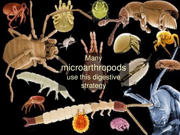 Science and management of soil biology