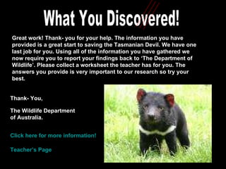 Tasmanian Devil | PPT | Primary Education | Education
