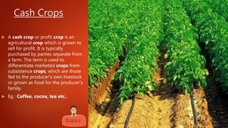 crop production and management power point production | PPTX