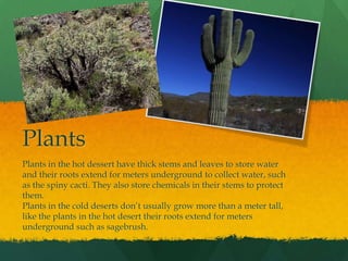 Desert Hot and Cold | PPTX