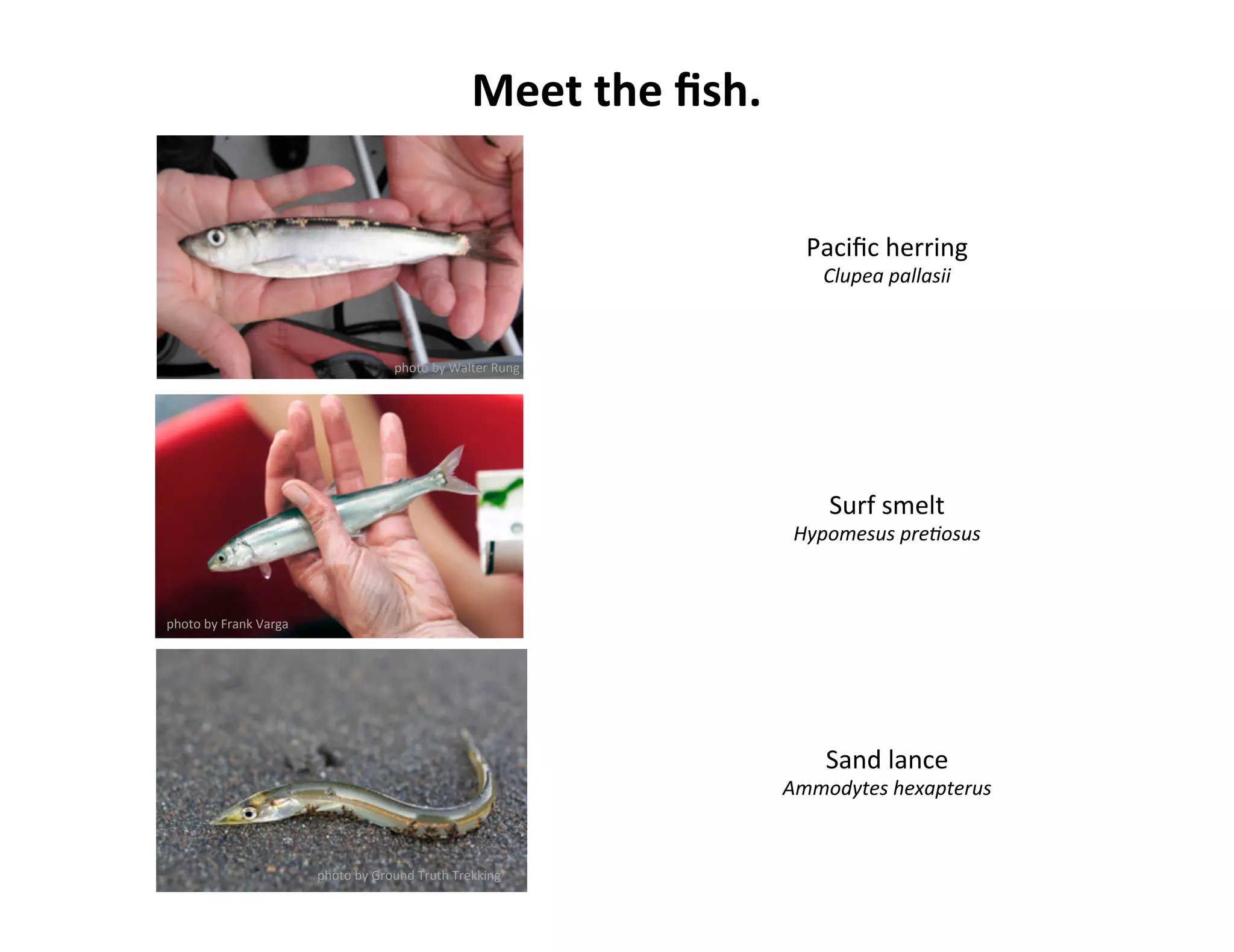 Forage Fish and the Puget Sound Food Web, a Science Cafe presentation | PDF