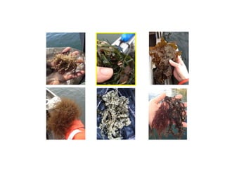 Forage Fish and the Puget Sound Food Web, a Science Cafe presentation | PDF