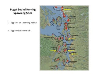 Forage Fish and the Puget Sound Food Web, a Science Cafe presentation | PDF