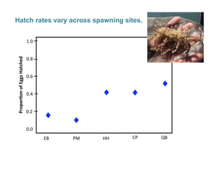 Forage Fish and the Puget Sound Food Web, a Science Cafe presentation | PDF
