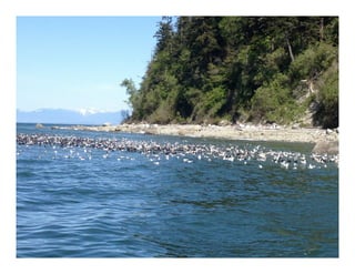 Forage Fish and the Puget Sound Food Web, a Science Cafe presentation | PDF