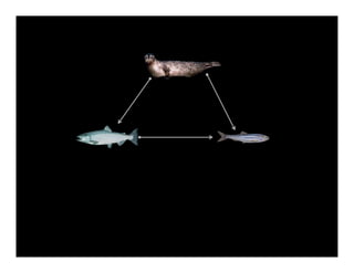 Forage Fish and the Puget Sound Food Web, a Science Cafe presentation | PDF