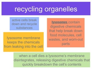2.1 Cells | PPT | Biological Sciences | Science