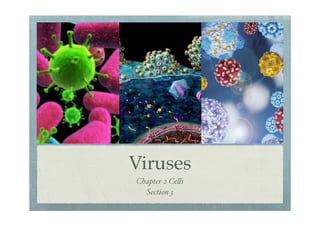 Viruses | PPT