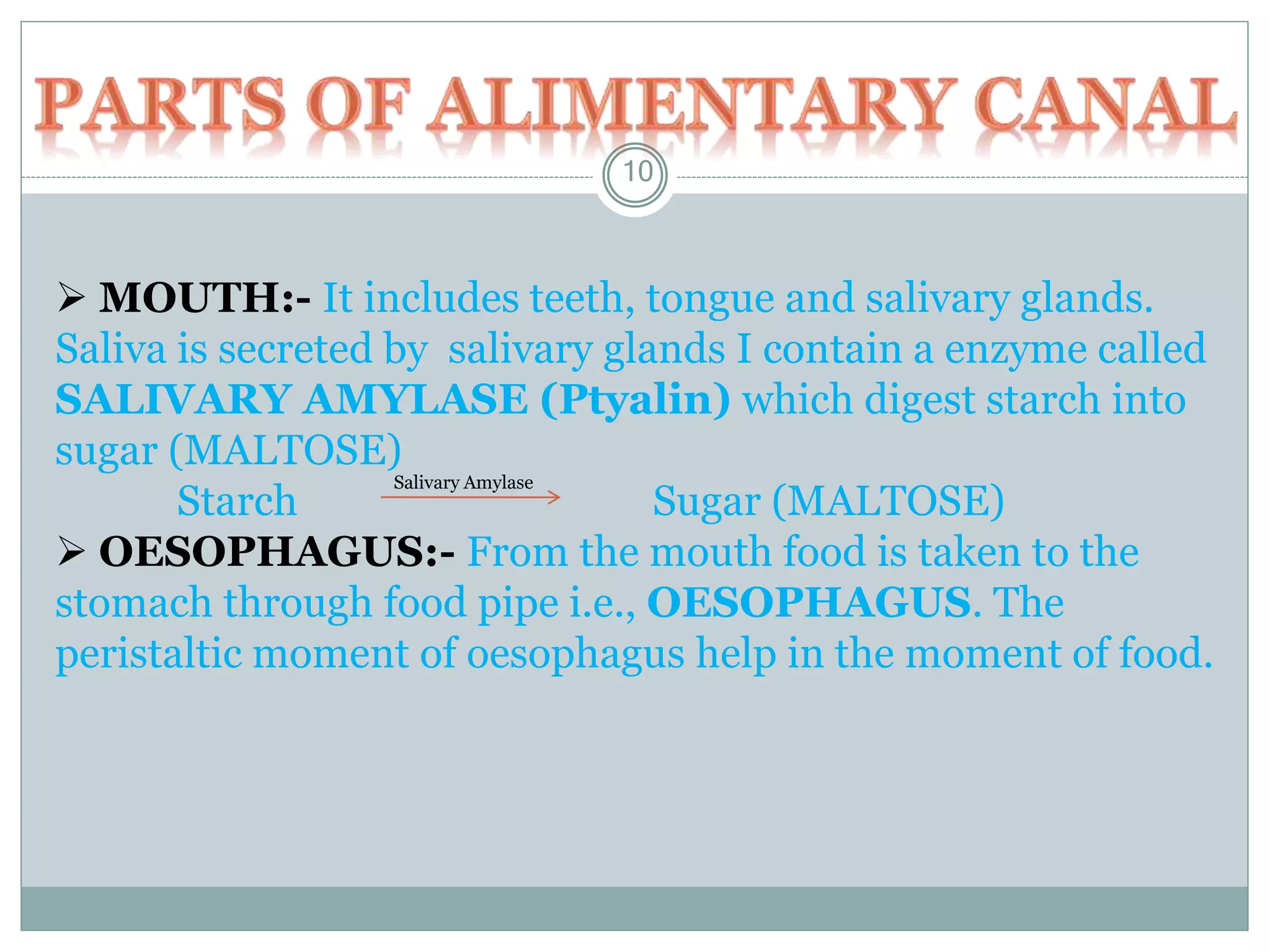 Life Processes Class 10th PPT | PPTX