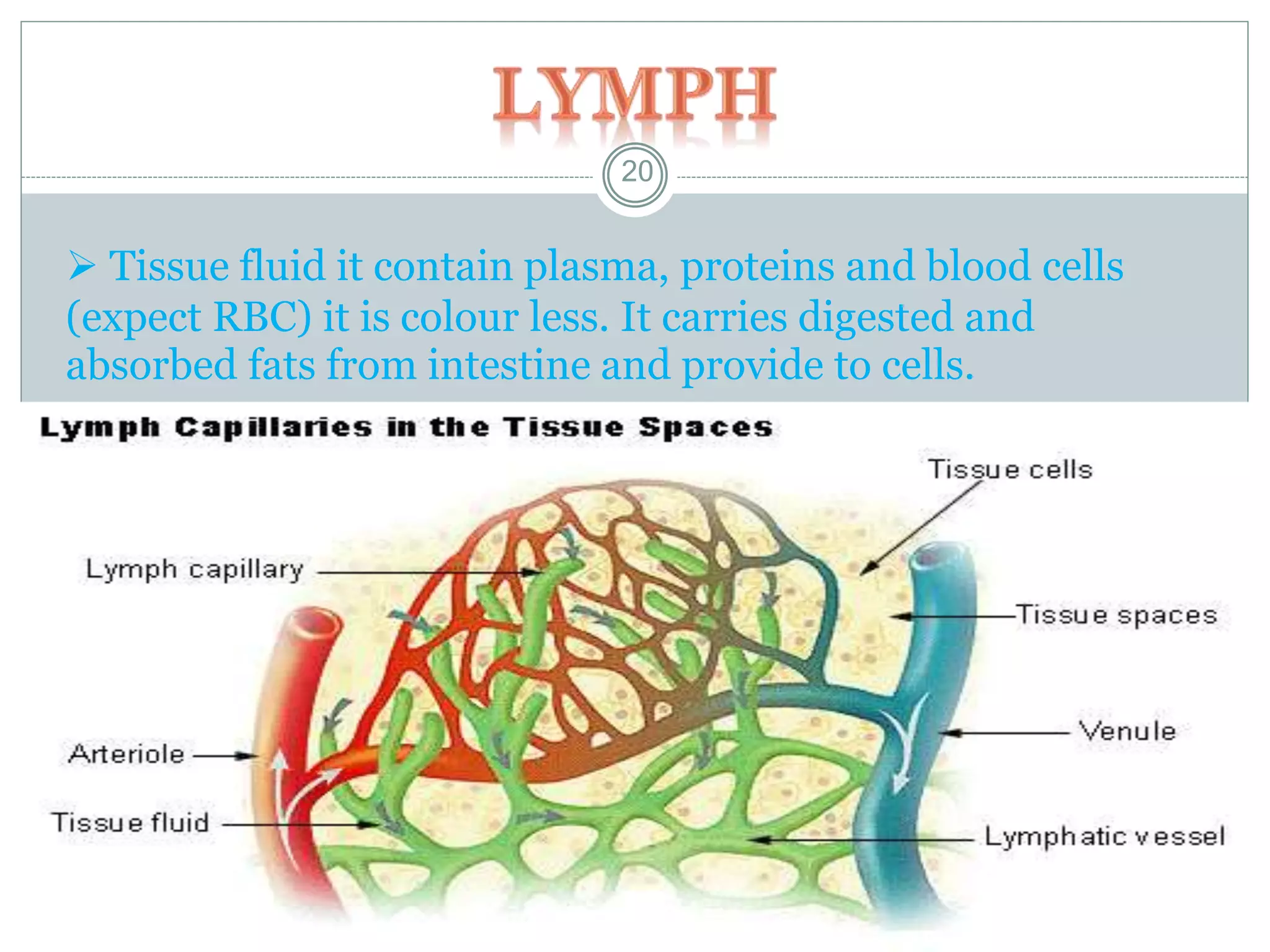 Life Processes Class 10th PPT | PPT