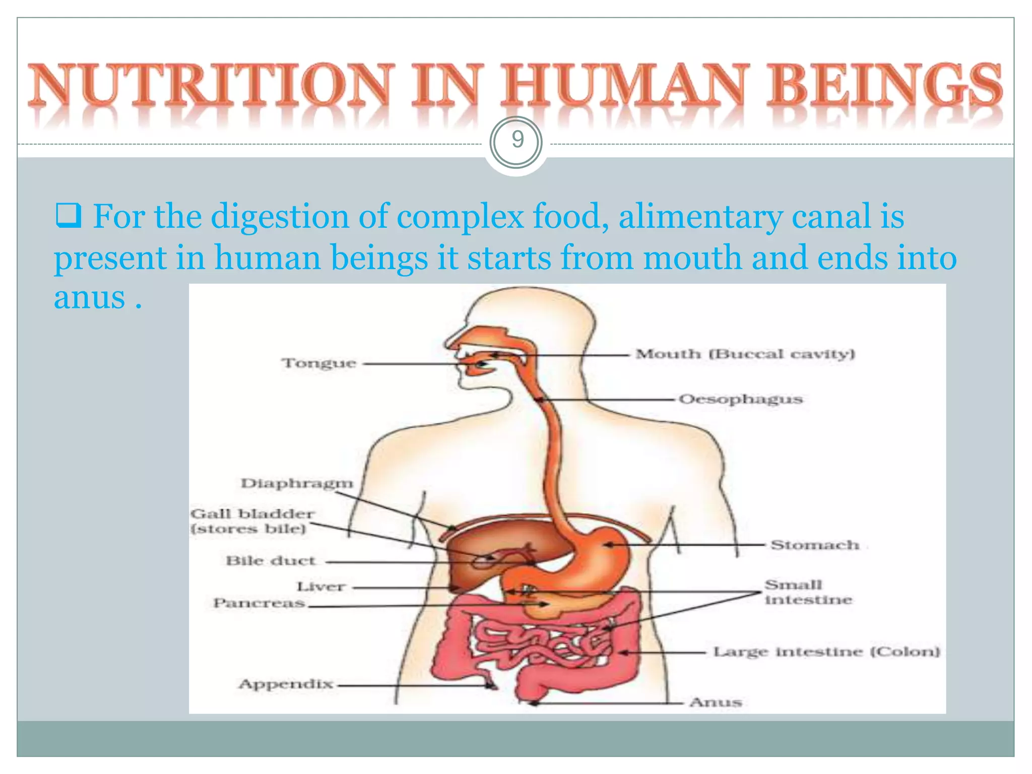 Life Processes Class 10th PPT | PPTX