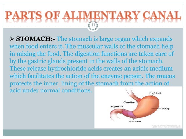 Life Processes Class 10th PPT | PPTX | Lung and Respiratory Health | Diseases and Conditions