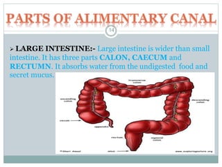 Life Processes Class 10th PPT | PPTX