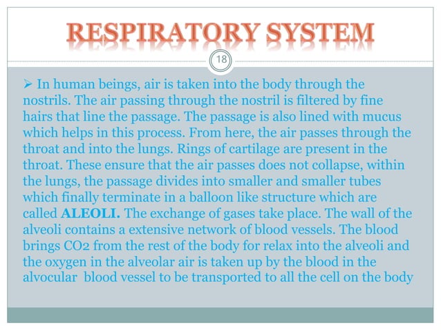 Life Processes Class 10th PPT | PPTX | Lung and Respiratory Health ...