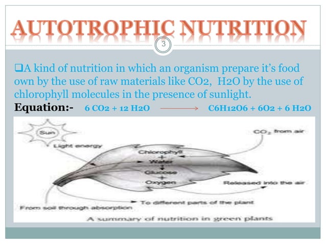 Life Processes Class 10th PPT | PPTX | Lung and Respiratory Health | Diseases and Conditions