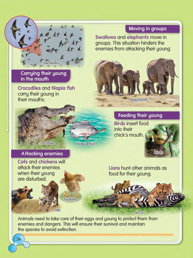 Science dlp year 5 kssr anyflips | PDF