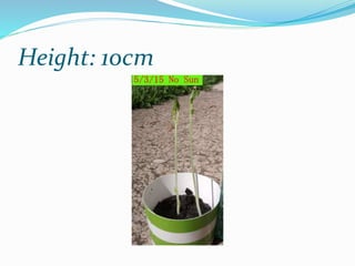 Science experiment about plants | PPTX